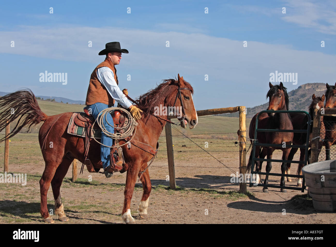 cowboy and horse Stock Photo - Alamy