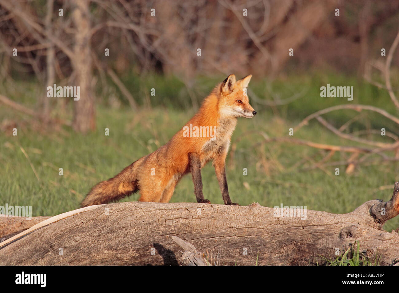 Red Fox on log Stock Photo - Alamy