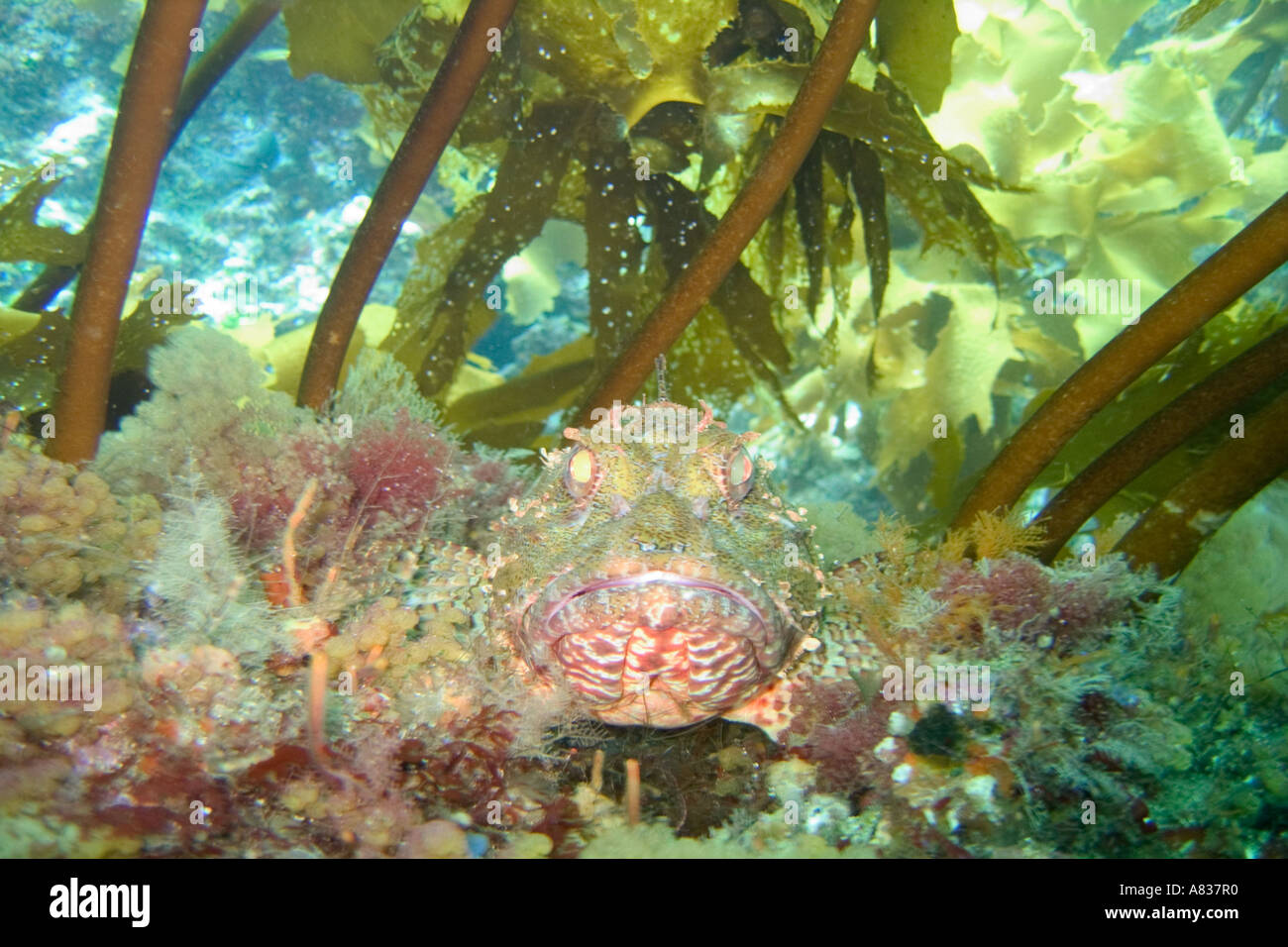 A stone fish resting between the kelp, Poor Knights Islands near ...