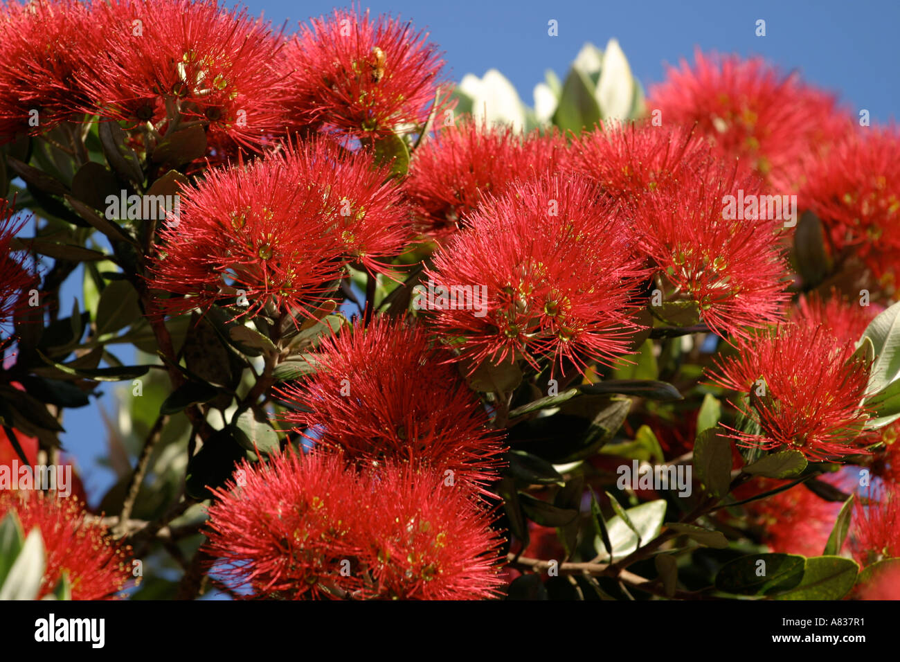 New Zealand Pohutukawa flowers, also known as the NZ Christmas tree ...