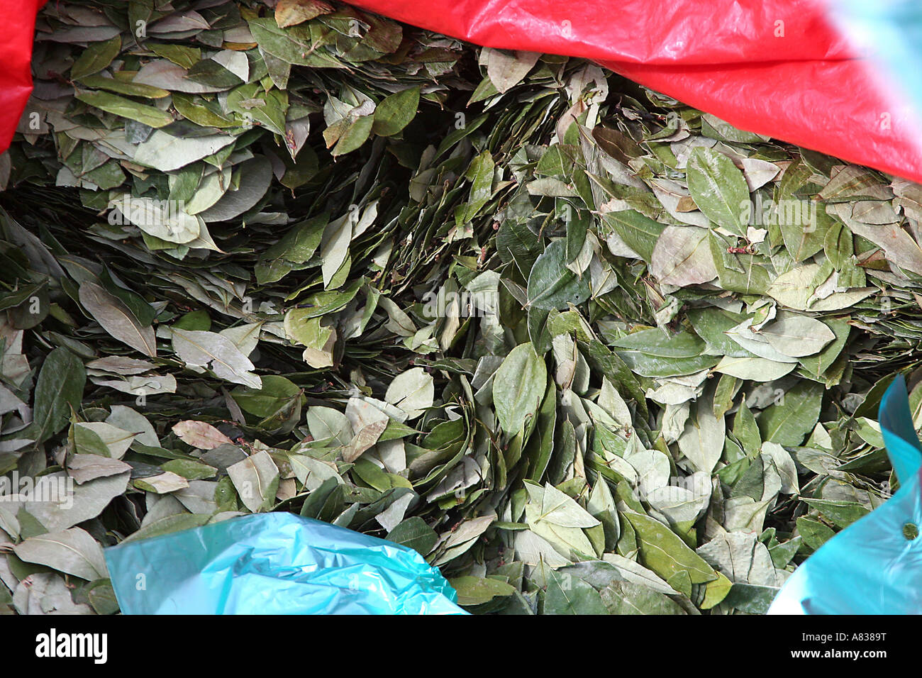 Coca leaves andes hi-res stock photography and images - Alamy