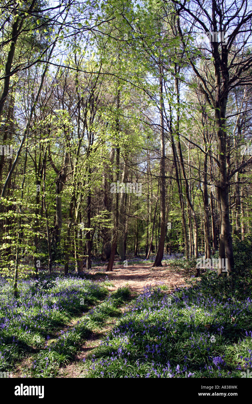 Spring trees and bluebells Oxfordshire Stock Photo - Alamy