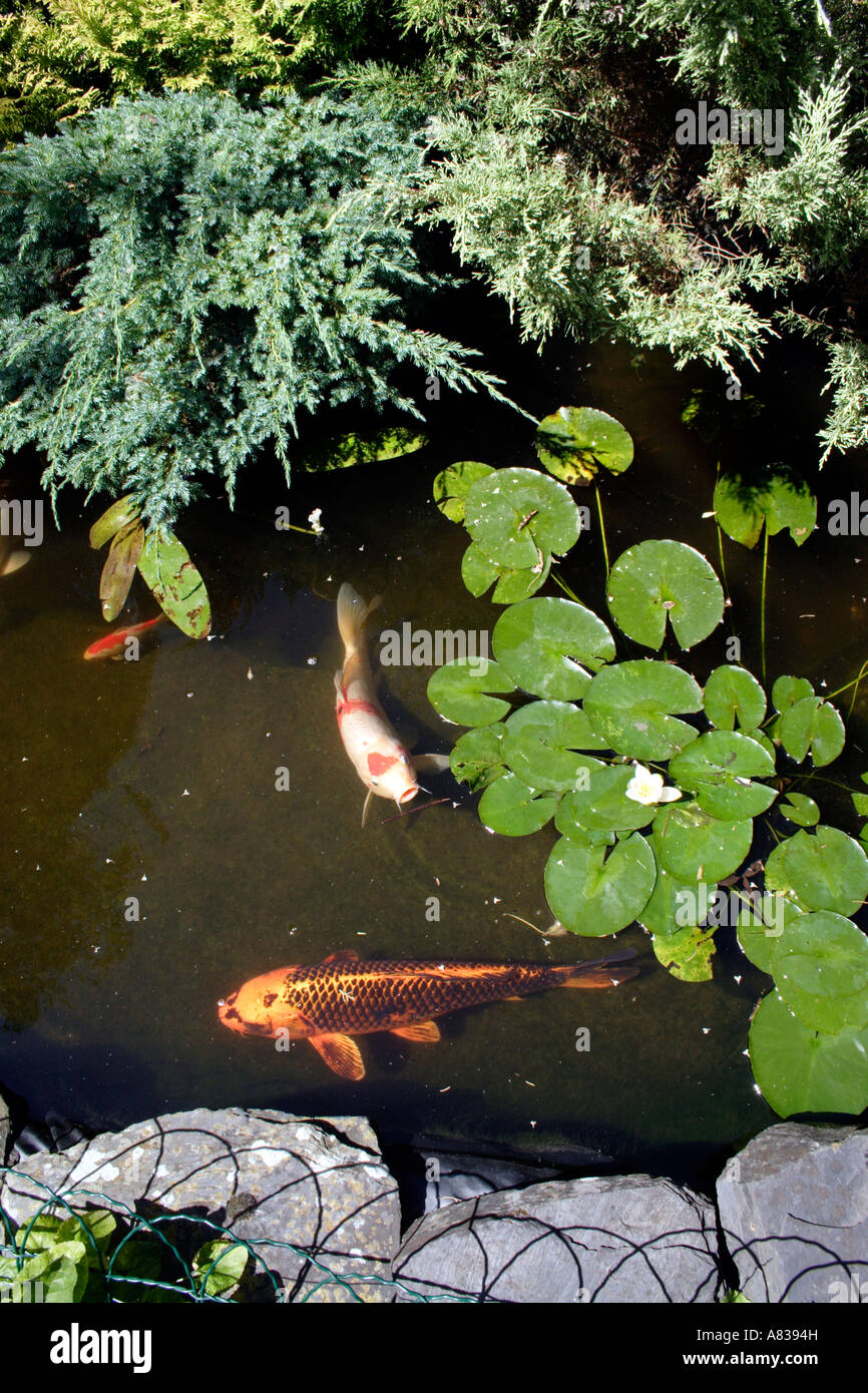 Koi fish pond in a small suburban garden in Reading Stock Photo - Alamy