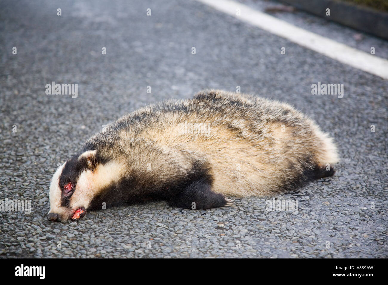 Dead adult Badger Meles meles lying on rural main road near grass verge ...