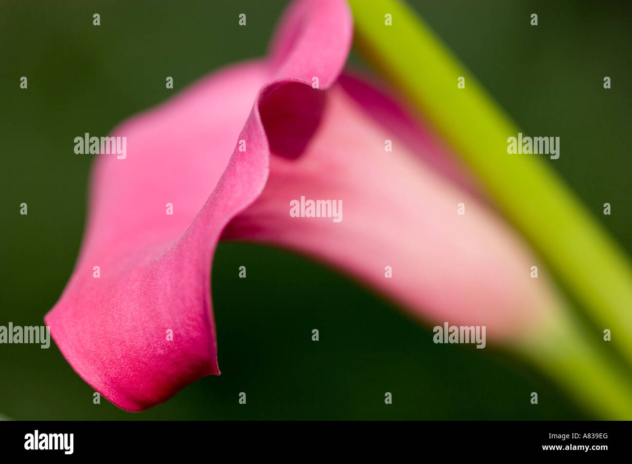 Pink Calla Lily - Zantedeschia Stock Photo - Alamy