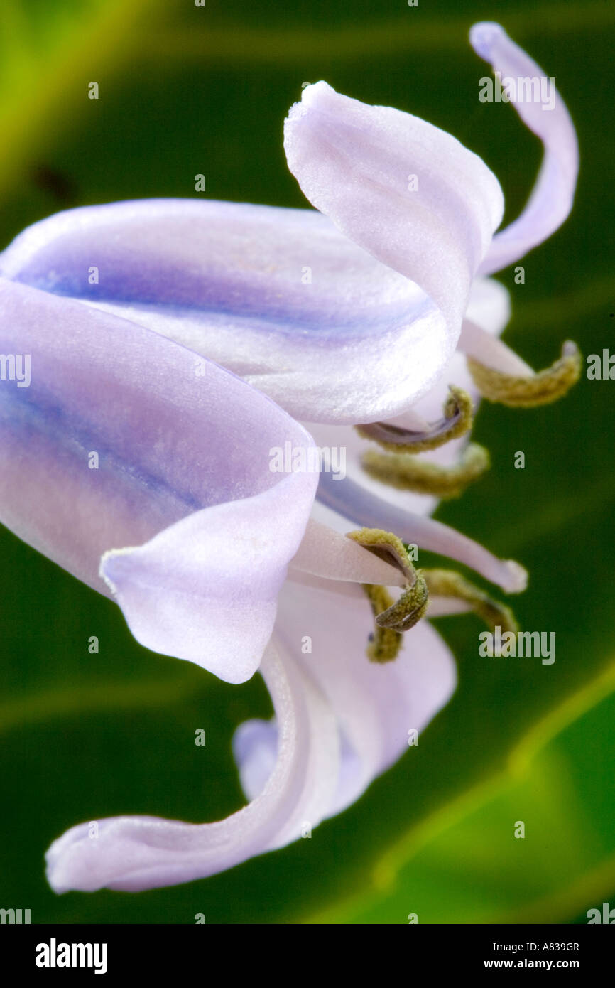 Single Bluebell Flower Stock Photo - Alamy