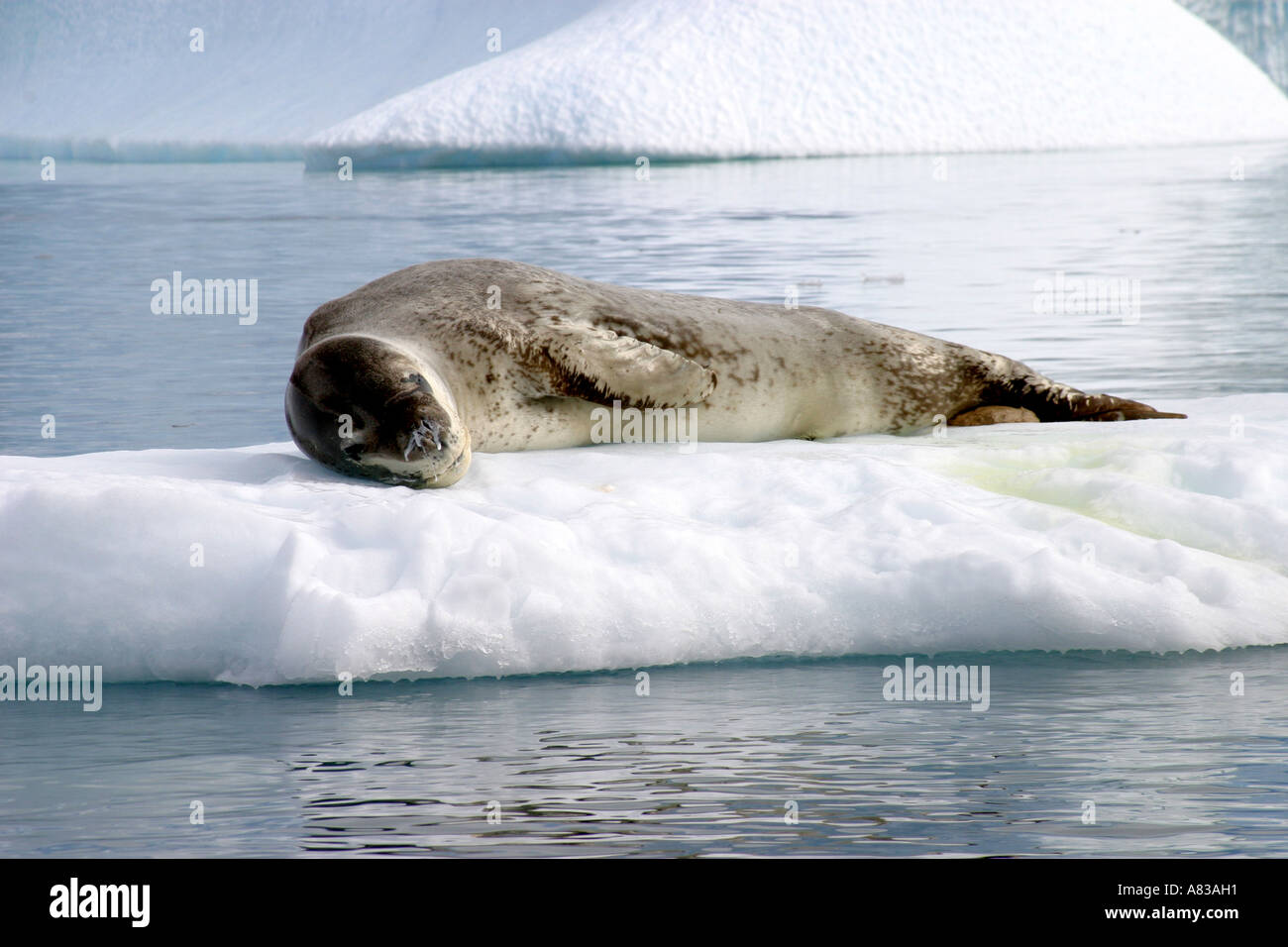 Leopard seal lying on a slab of sea ice in Antarctica Stock Photo - Alamy