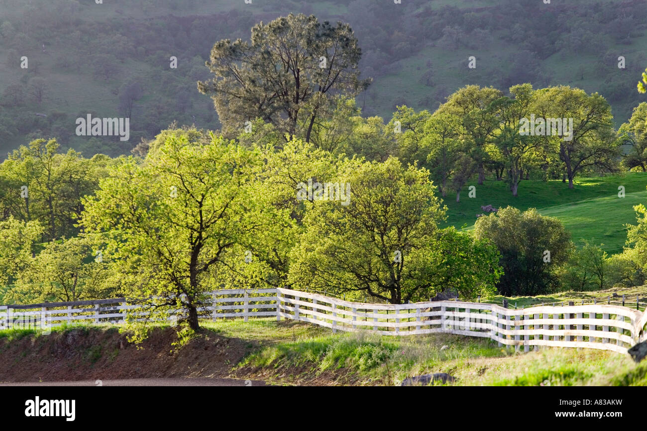 Oak woodland in the Sierra Nevada foothills California Stock Photo - Alamy