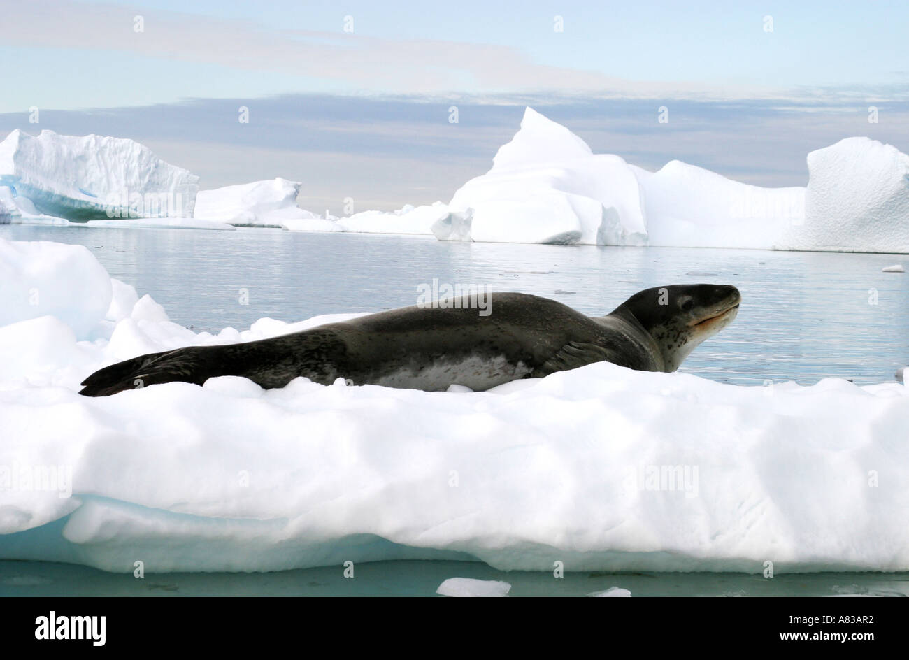 Leopard seal lying on a slab of sea ice in Antarctica Stock Photo - Alamy