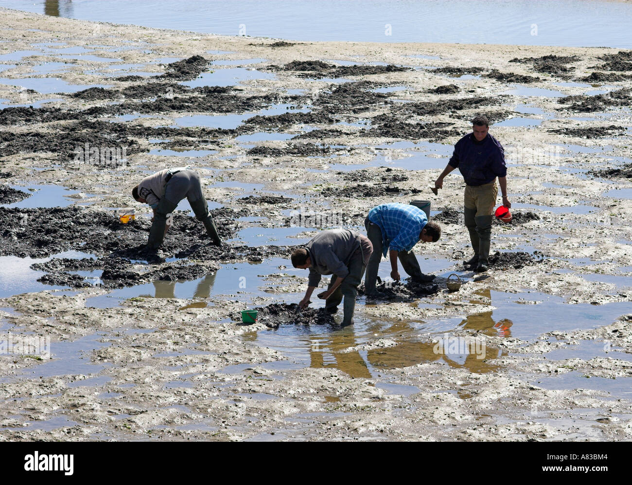 Cockle pickers out early following the receding tide Stock Photo - Alamy