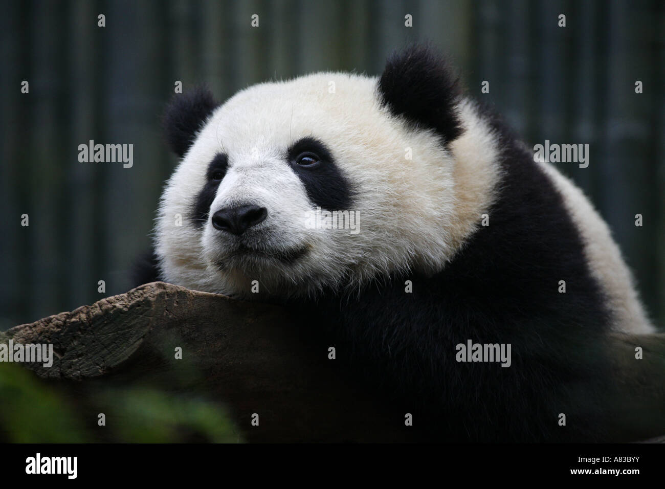 Giant Panda at the Giant Panda Research Station San Diego Zoo in Balboa ...