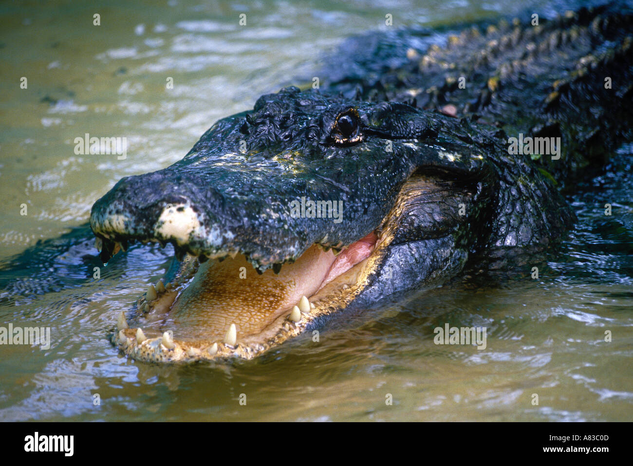 Alligator mouth wide open hi-res stock photography and images - Alamy