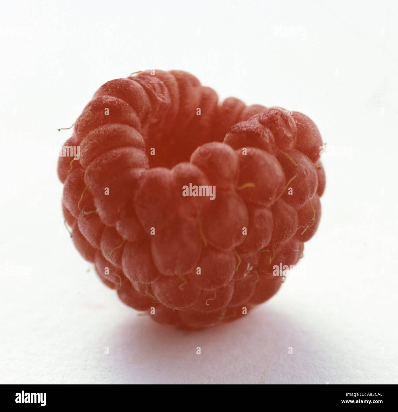 A Single Raspberry Stock Photo - Alamy