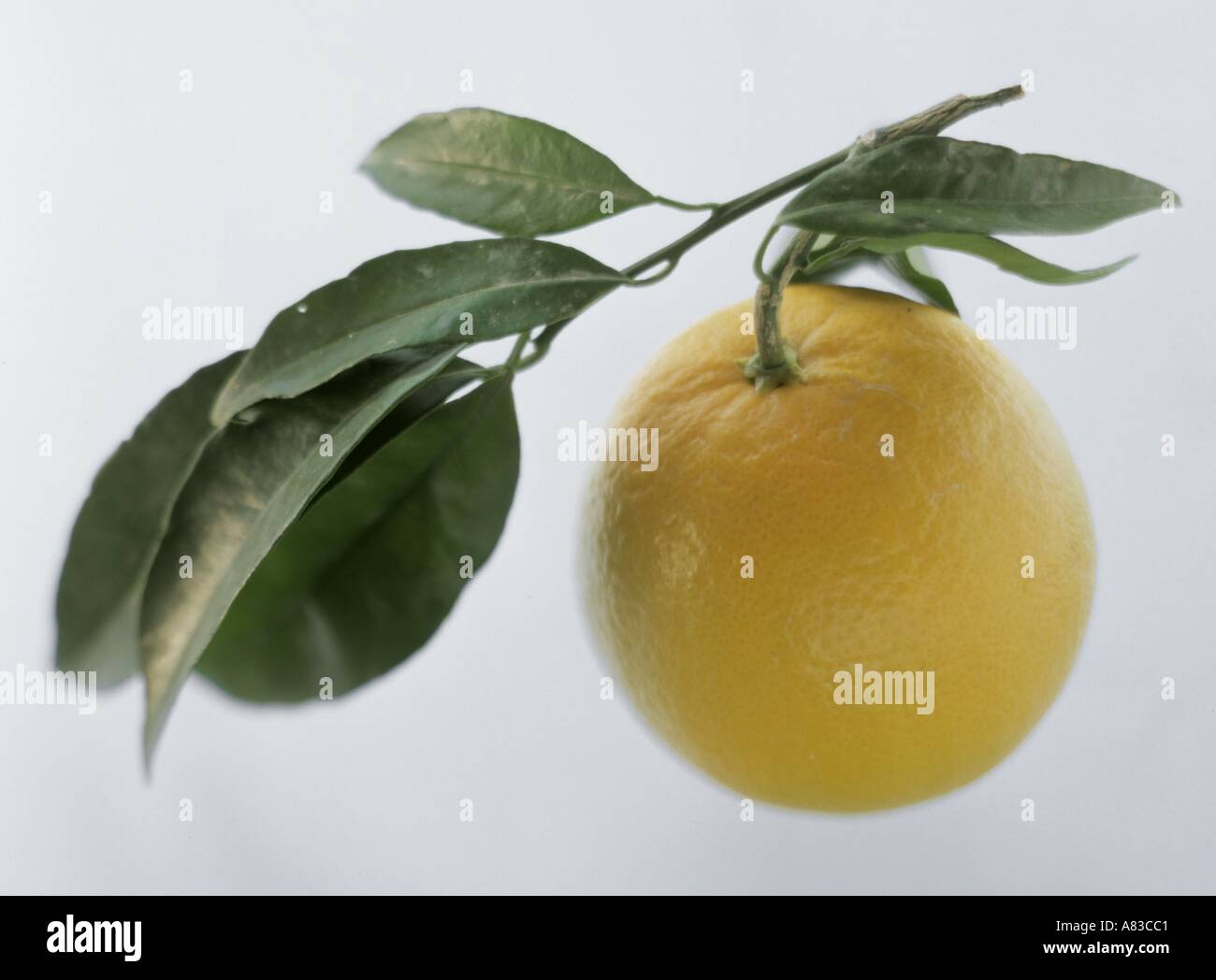 An Orange with Stem and Leaves Stock Photo - Alamy