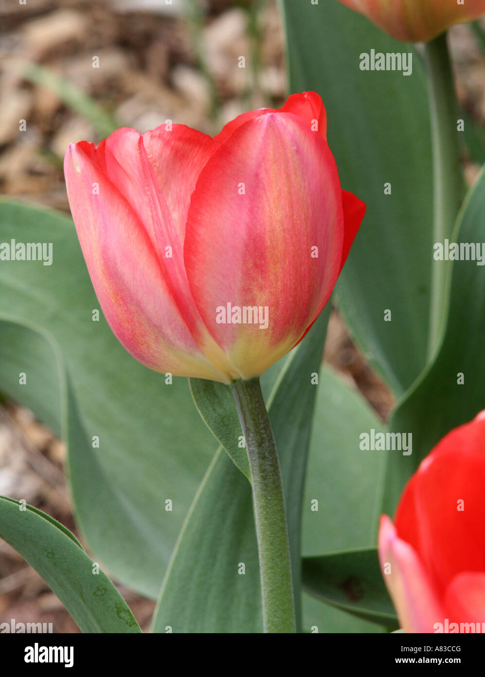 Single tulip open hi-res stock photography and images - Alamy