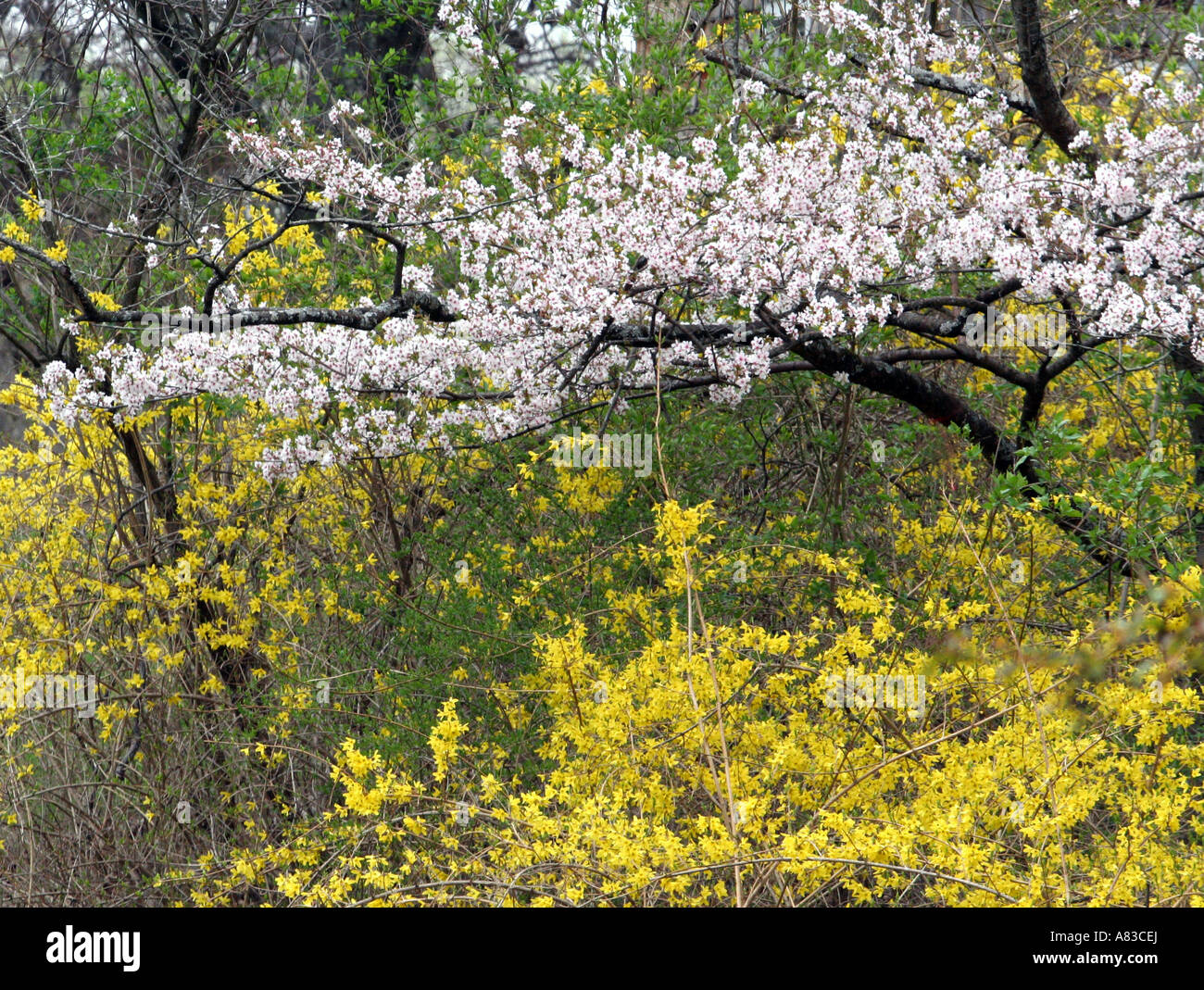 White Forsythia High Resolution Stock Photography and Images - Alamy