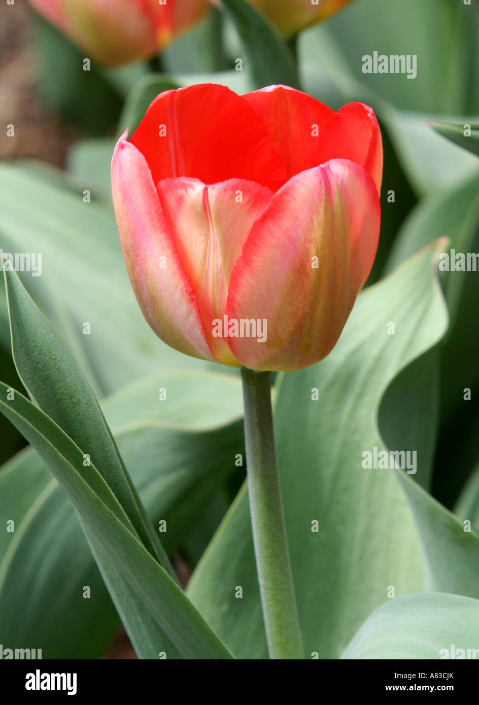 A single tulip Stock Photo - Alamy