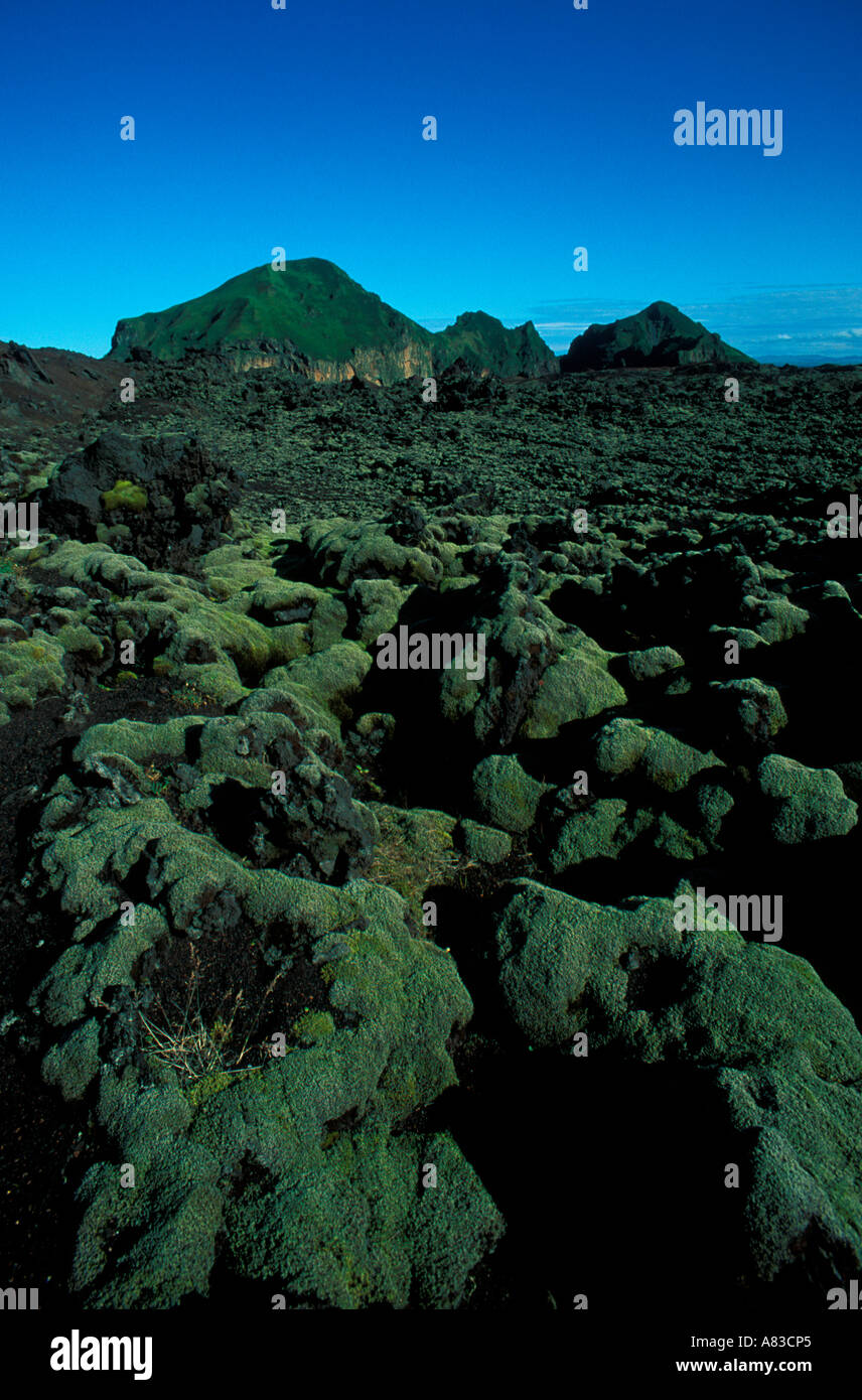 Close-up of moss covered landscape Westerman Islands Iceland Stock ...