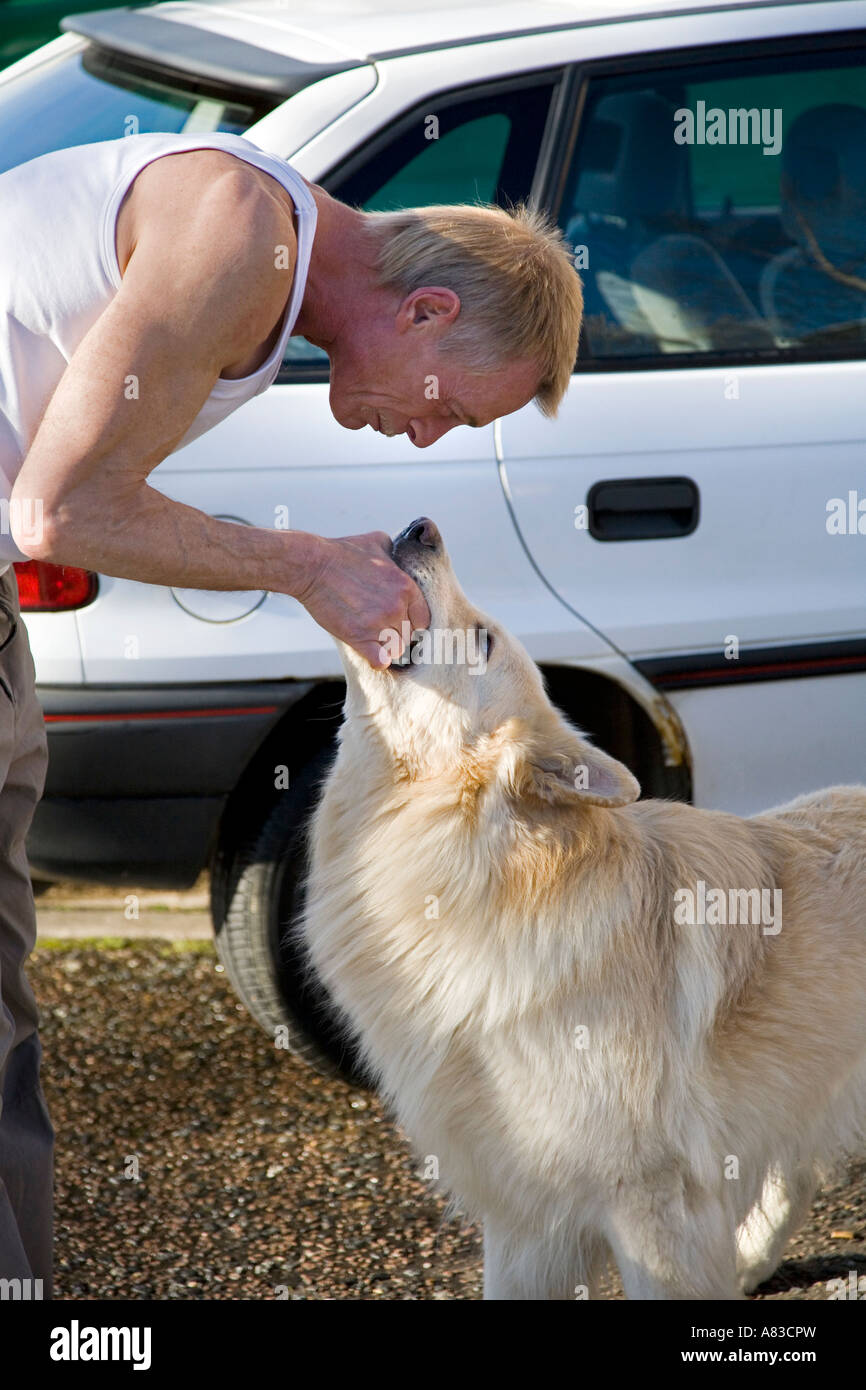 A GERMAN SHEPHERD DOG PLAYING WITH OWNER Stock Photo - Alamy