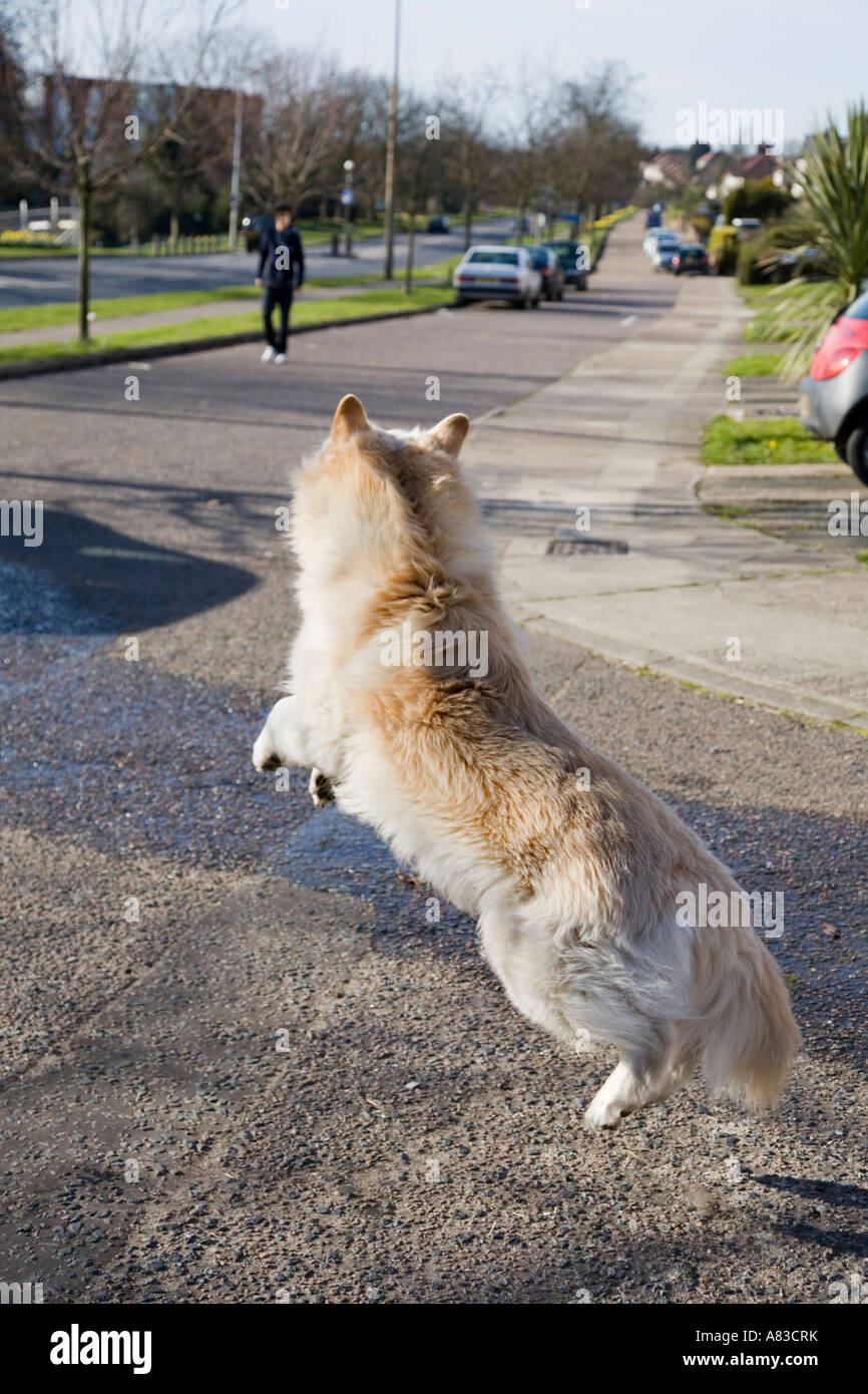 A GERMAN SHEPHERD DOG BOUNDING WITH JOY AT THE SIGHT OF HIS APPROACHING ...