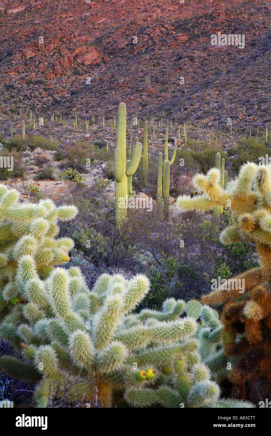 Rincon Mountain District or Saguaro East Saguaro National Park Tucson ...