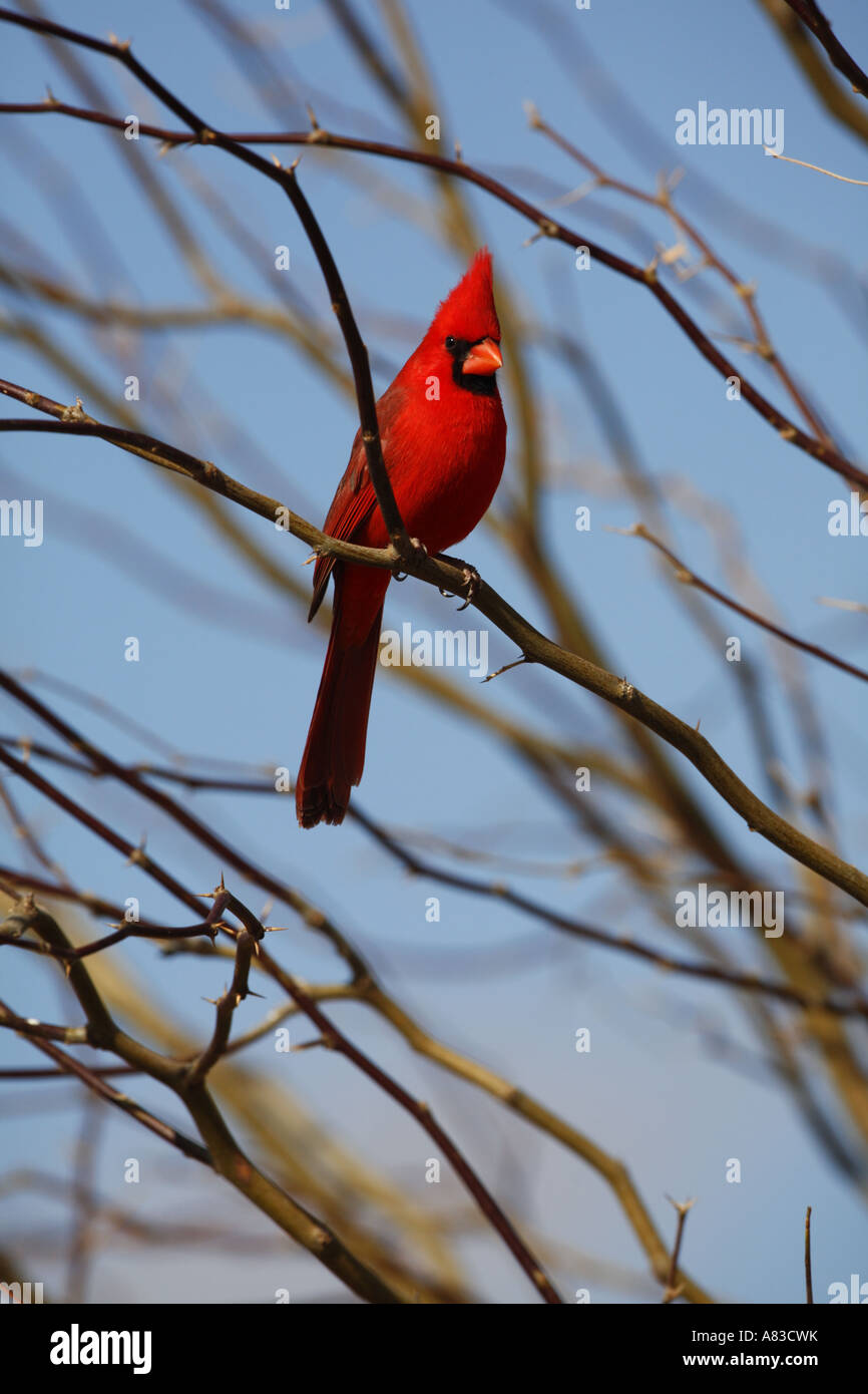Male Northern Cardinal Amado Arizona Stock Photo - Alamy
