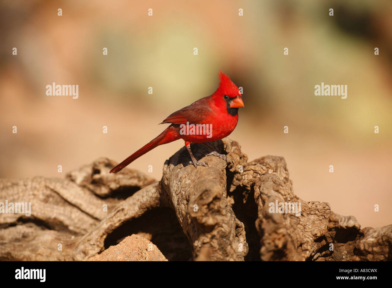 Male Northern Cardinal Amado Arizona Stock Photo - Alamy