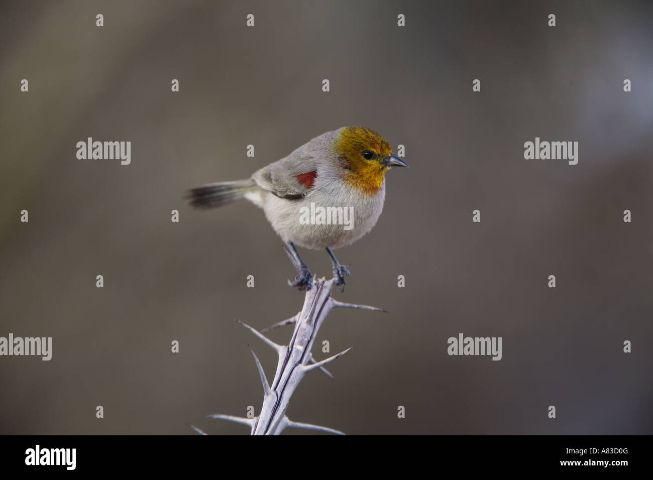 Verdin Amado Arizona Stock Photo - Alamy