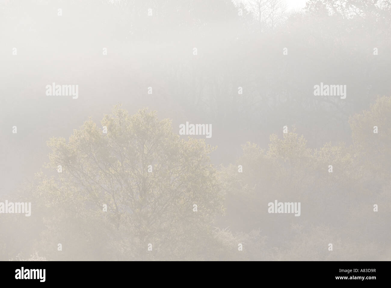 TREES SHROUDED IN EARLY MORNING MIST Stock Photo - Alamy