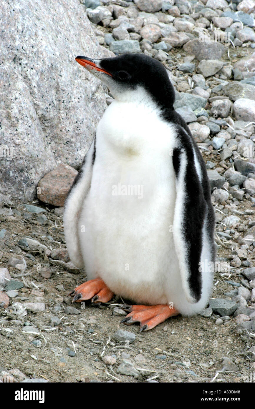 Neko island hi-res stock photography and images - Alamy