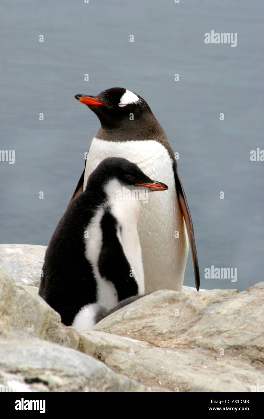 Gentoo penguin family, Neko Island ,Antarctica Stock Photo - Alamy