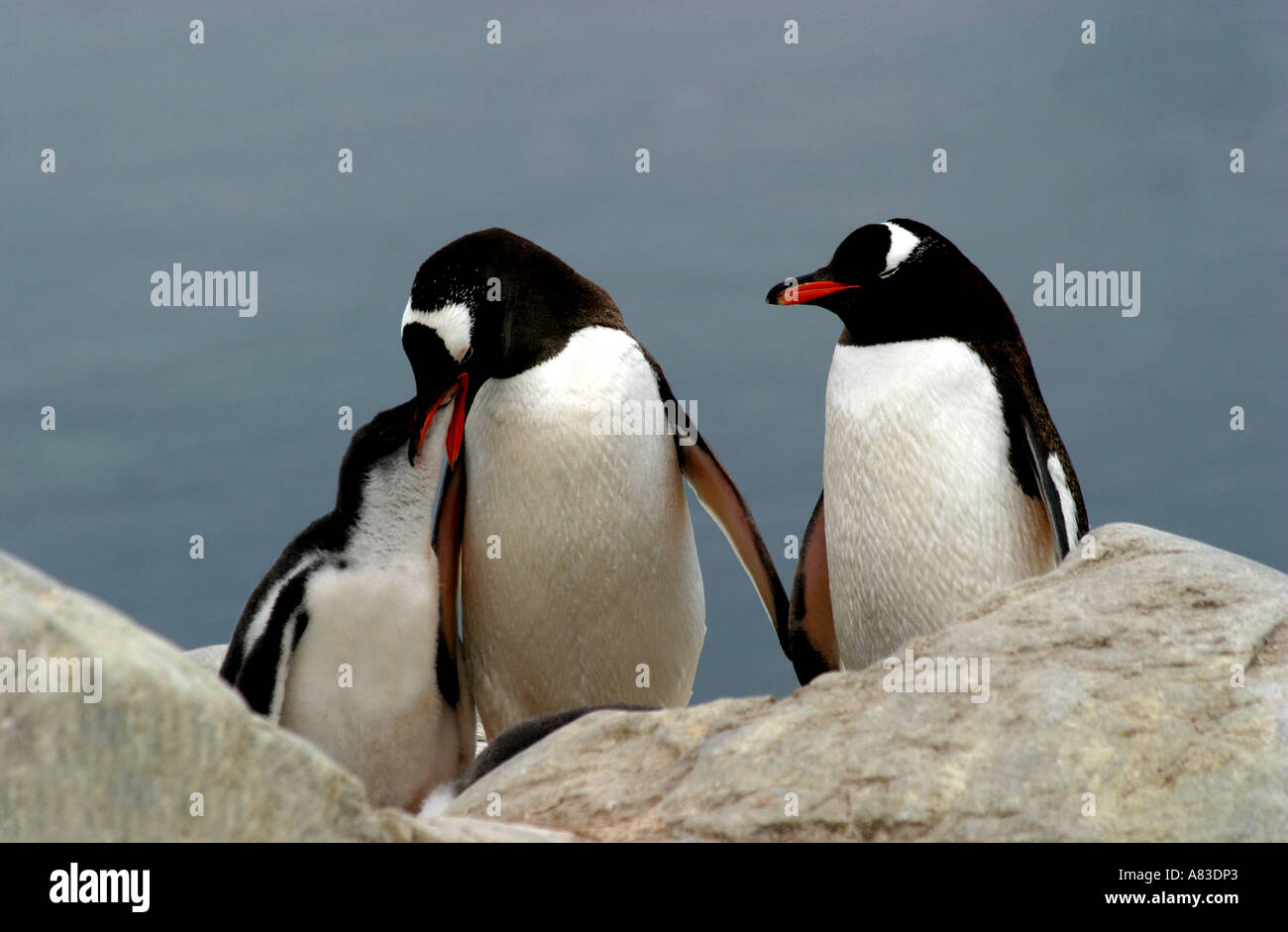 Neko island hi-res stock photography and images - Alamy