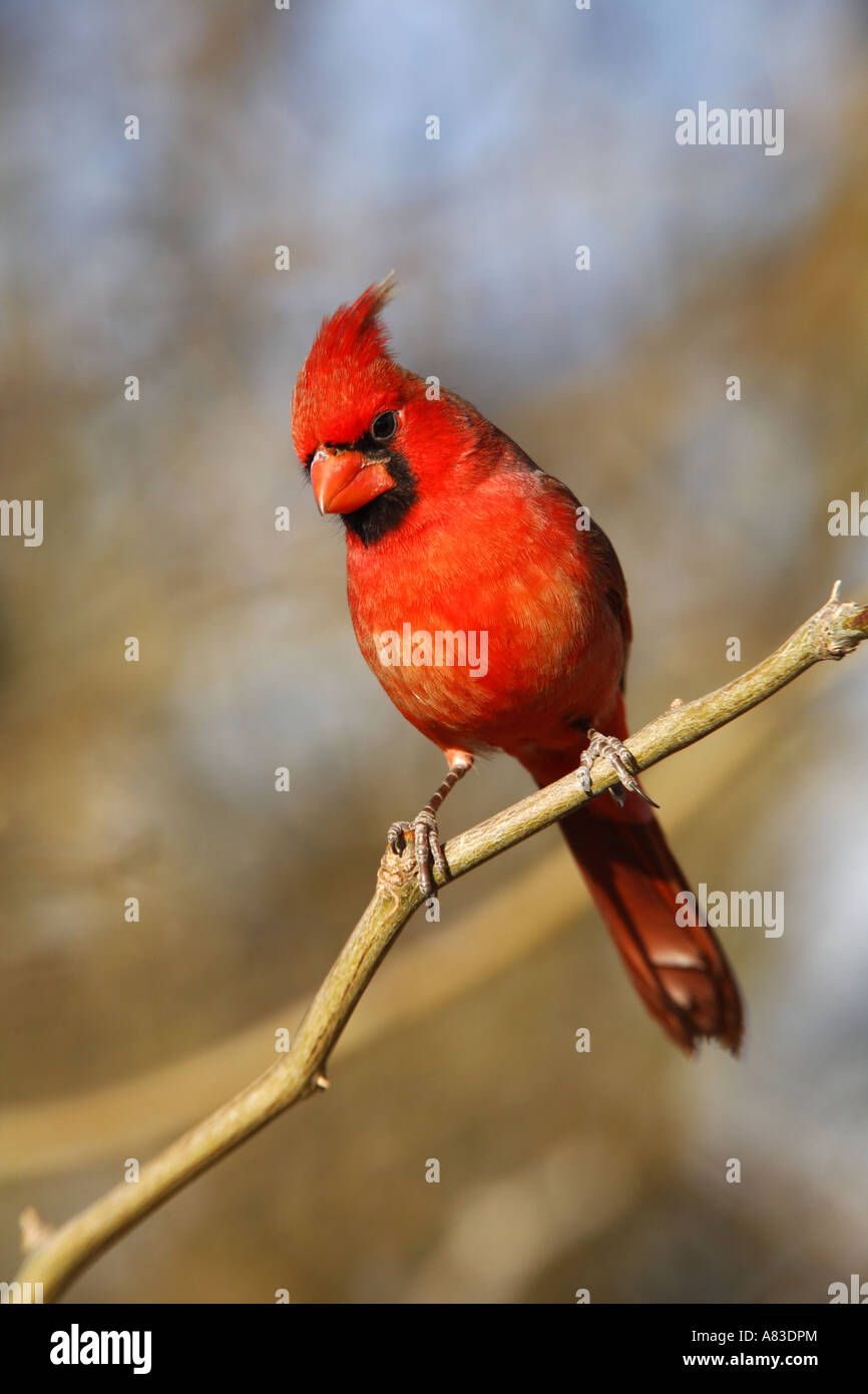 Male Northern Cardinal Amado Arizona Stock Photo - Alamy