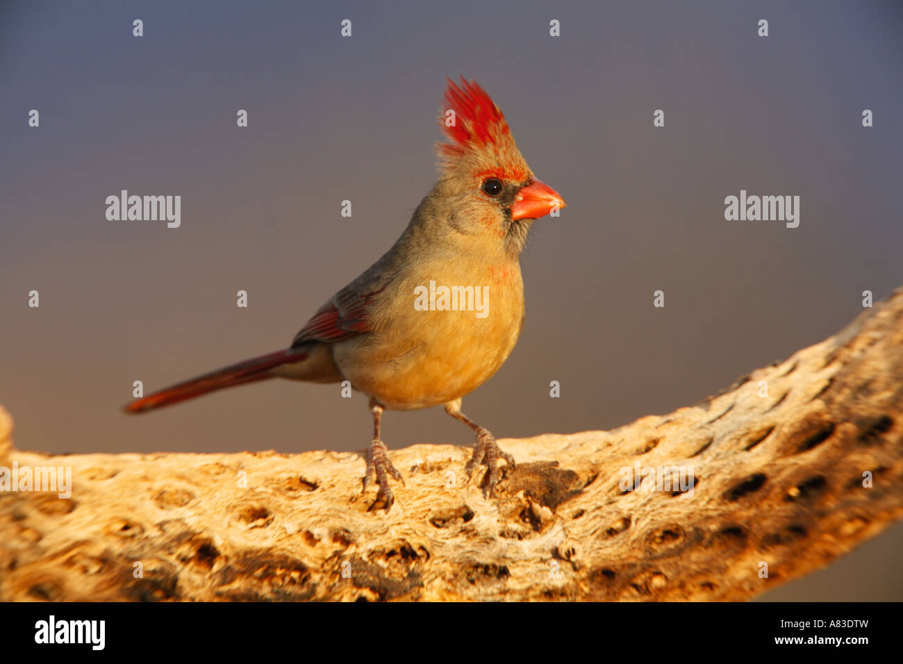 Northern Cardinal Amado Arizona Stock Photo - Alamy