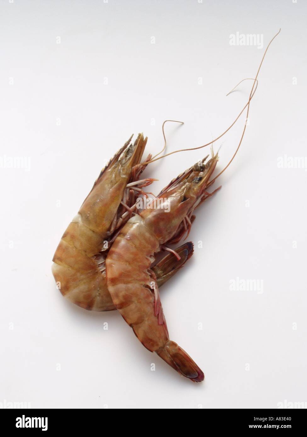 Two Whole Shrimp Stock Photo - Alamy