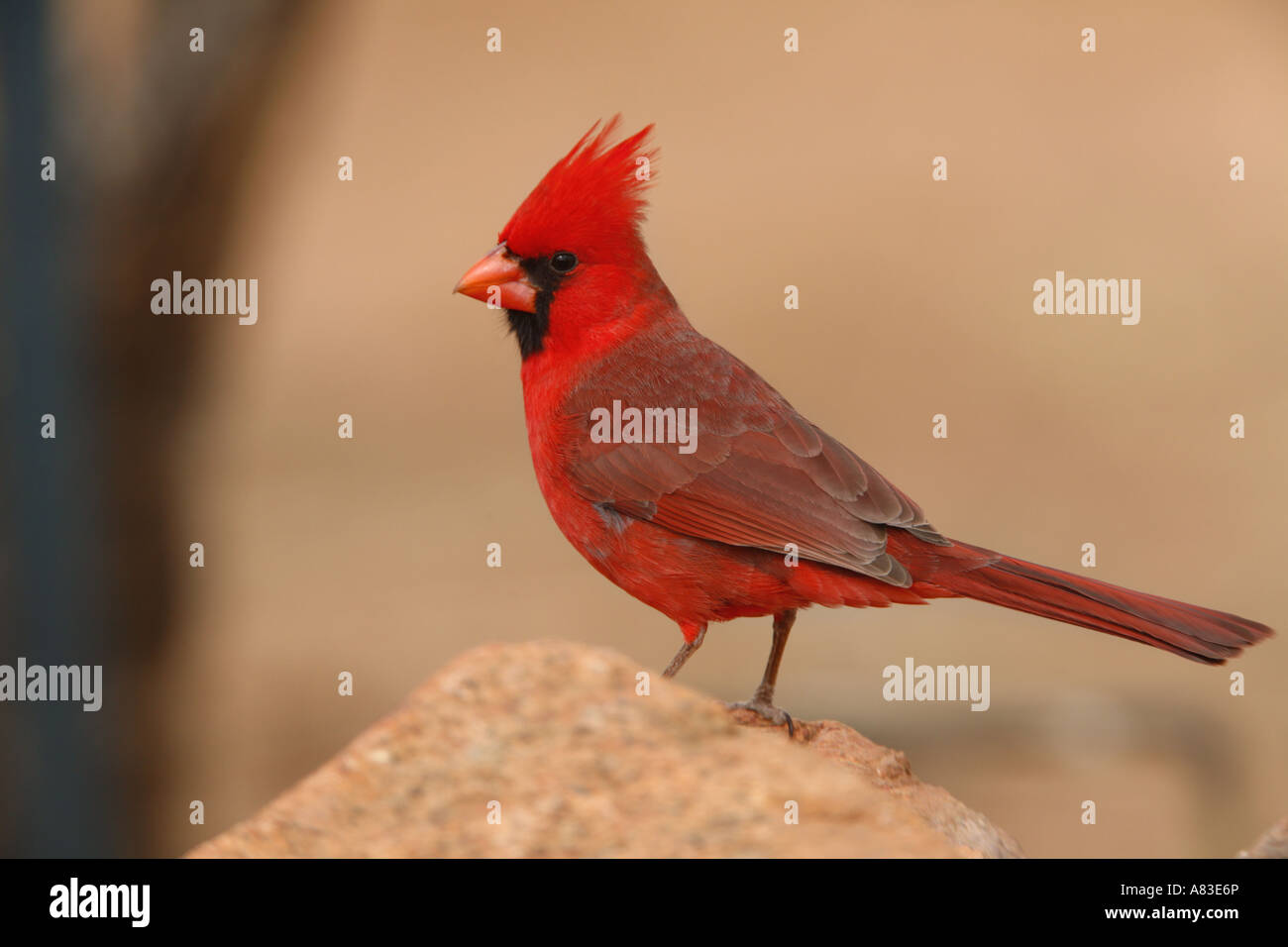 Male Northern Cardinal Amado Arizona Stock Photo - Alamy