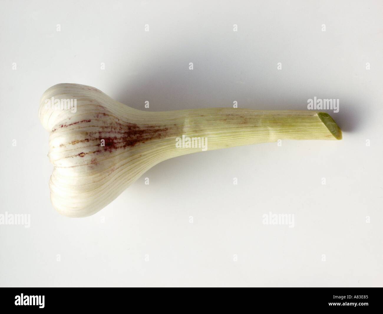 A Bulb of Garlic with Stem Stock Photo - Alamy