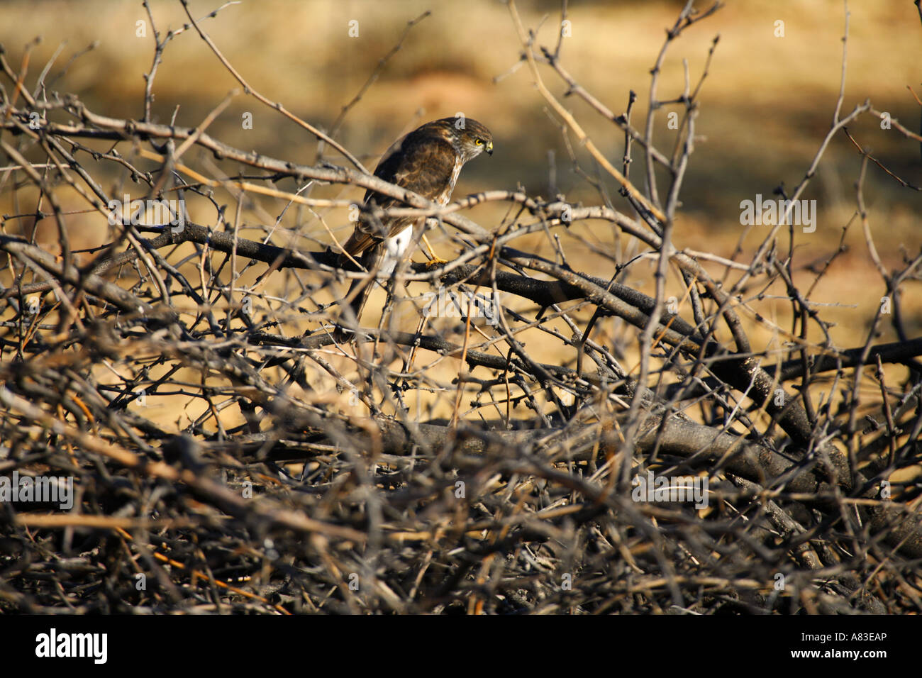 Sharp shinned Hawk Amado Arizona Stock Photo - Alamy
