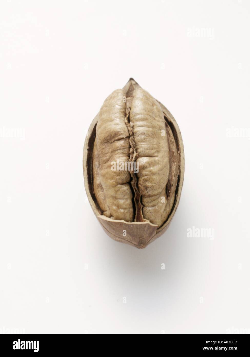 Pecan nut in cracked Cut Out Stock Images & Pictures - Alamy