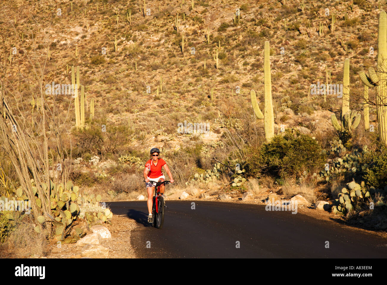 Cactus forest loop saguaro hi-res stock photography and images - Alamy