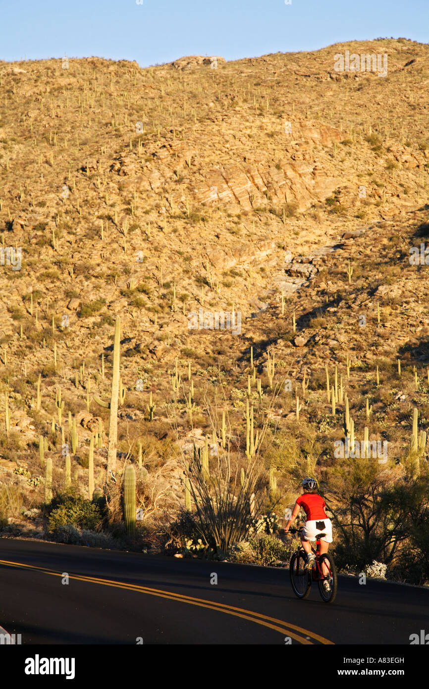 Cactus forest loop saguaro hi-res stock photography and images - Alamy