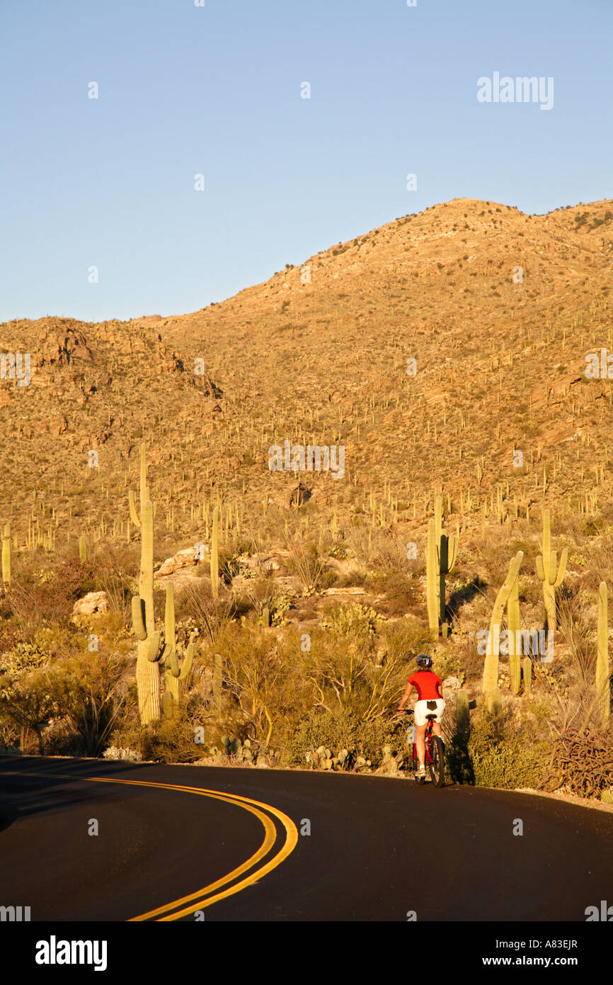 Cactus forest loop saguaro hi-res stock photography and images - Alamy