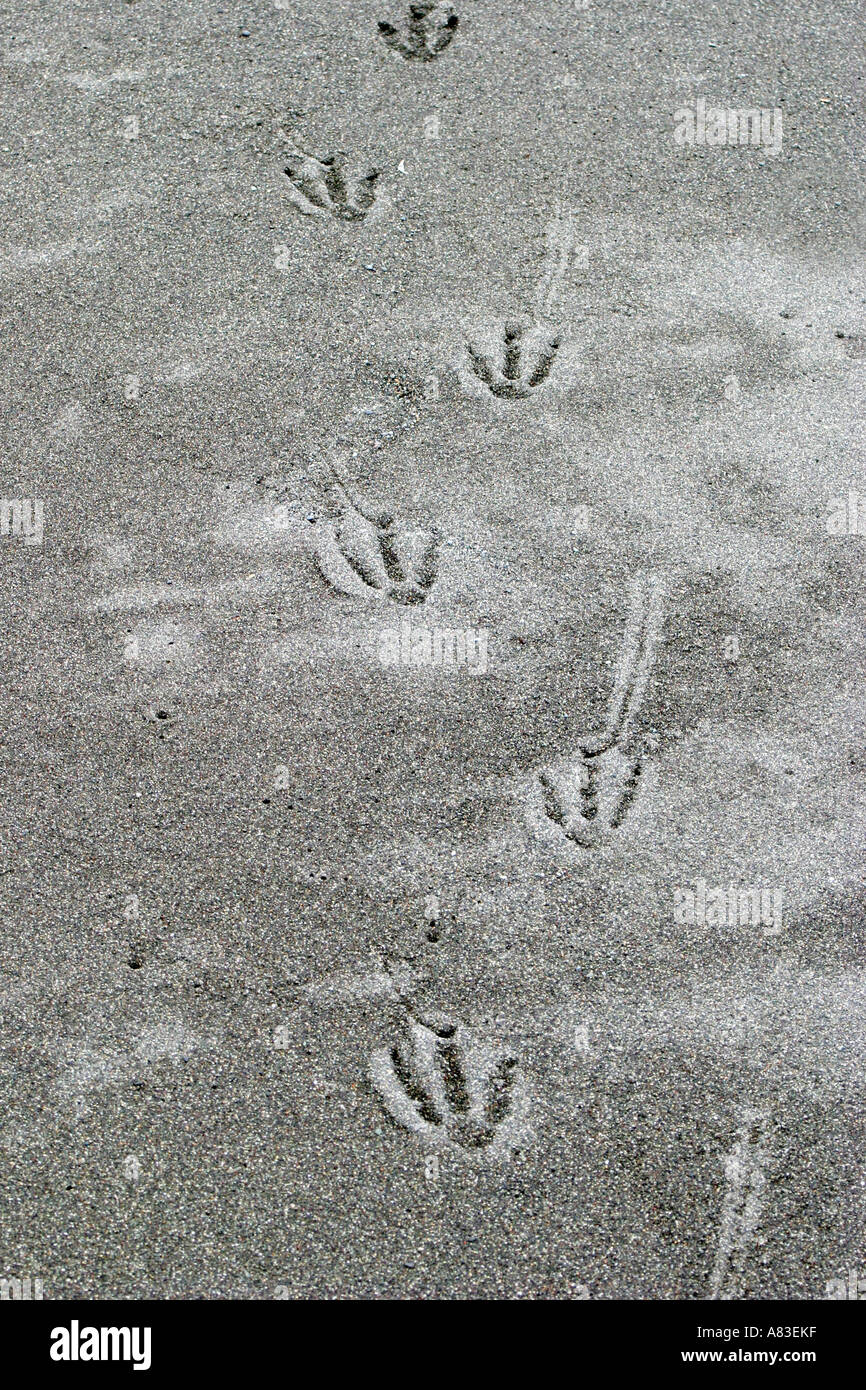 Penguin tracks hi-res stock photography and images - Alamy