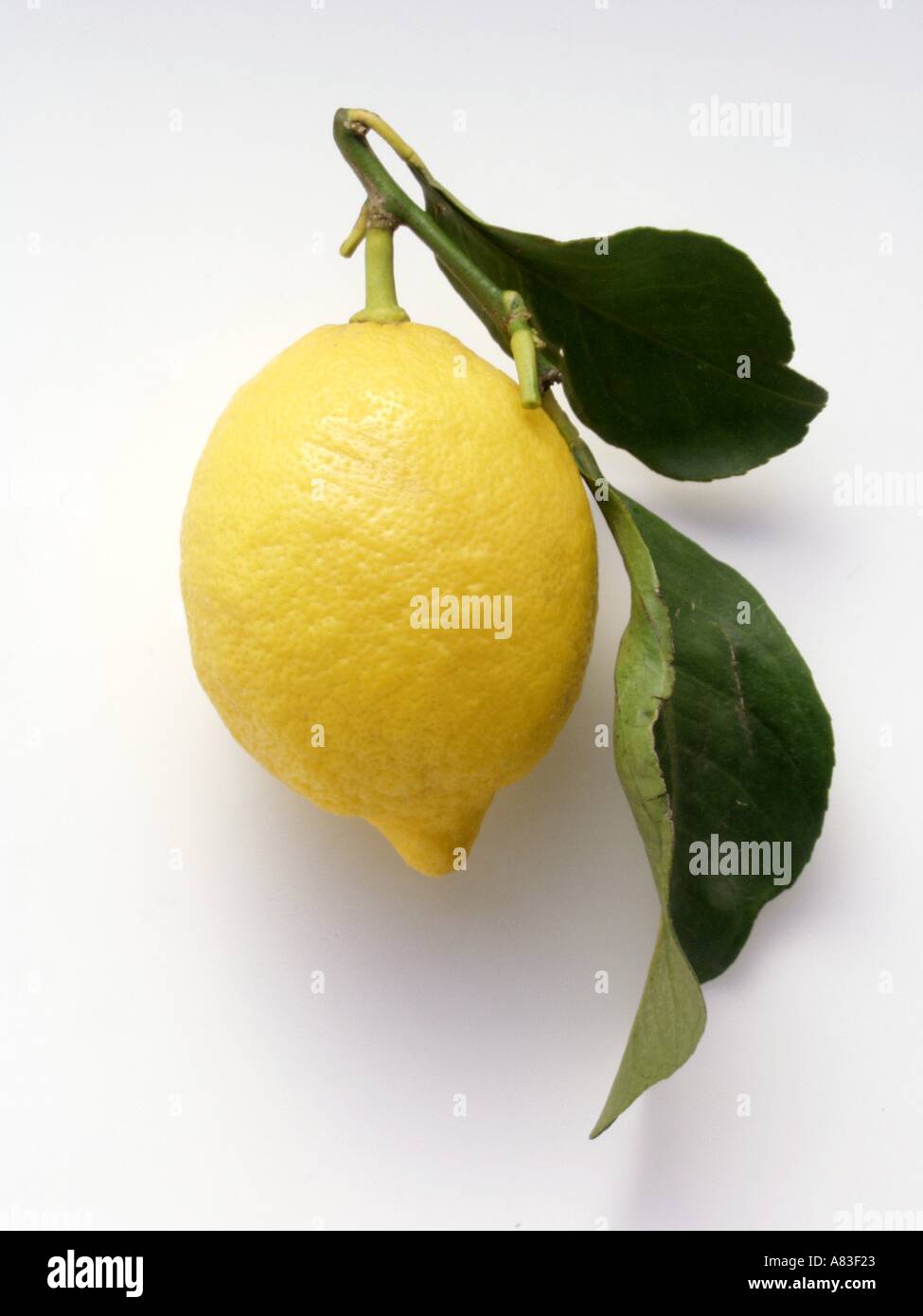 A Lemon with Leaves Stock Photo - Alamy