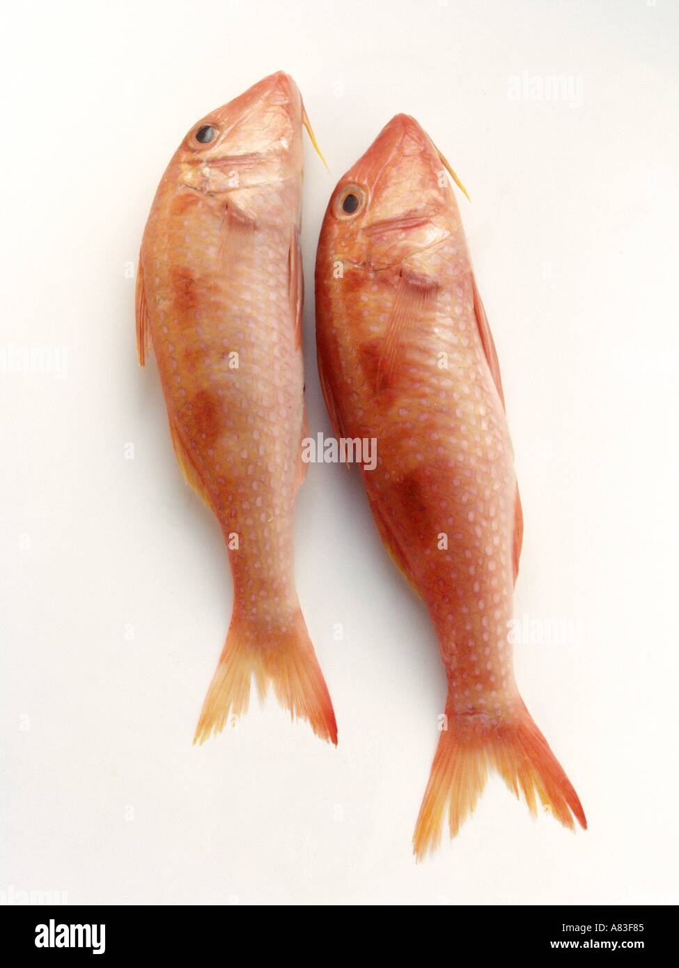 Two Red Mullets Stock Photo - Alamy