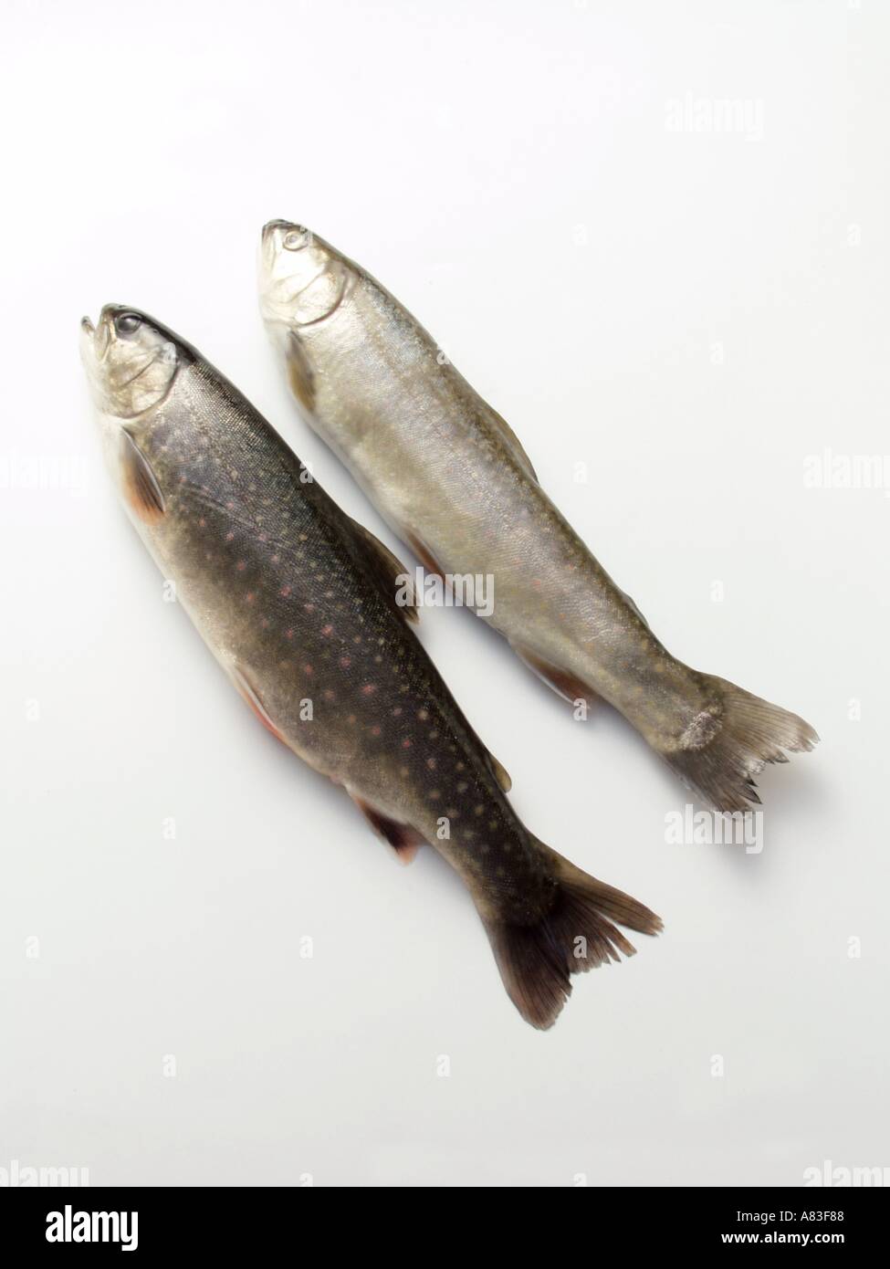 Two Whole Salmon Stock Photo - Alamy