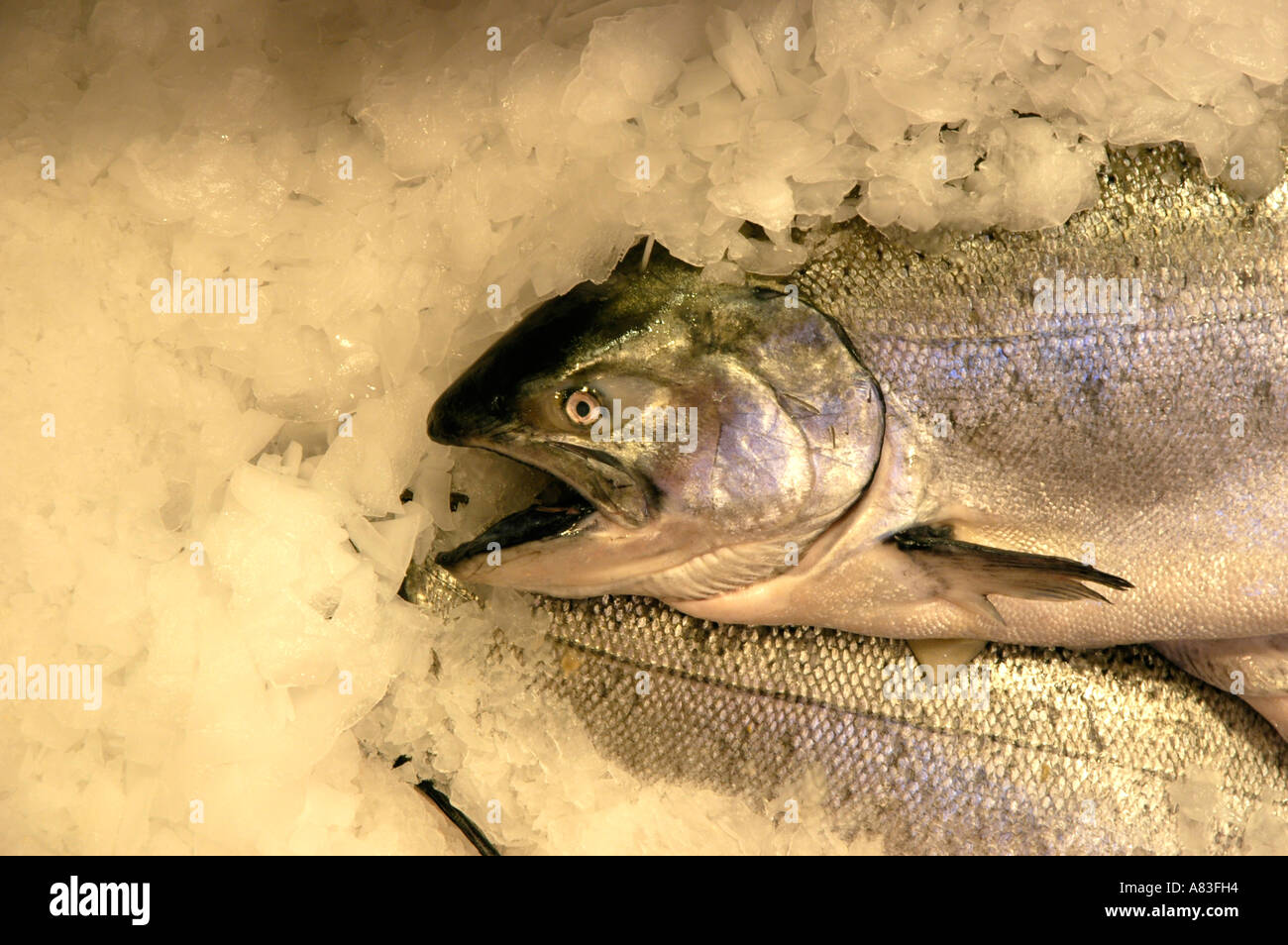 Fish for sale Stock Photo - Alamy