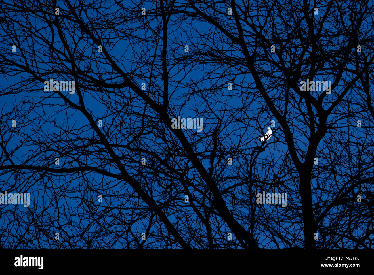 Crescent moon seen through the trees Stock Photo - Alamy