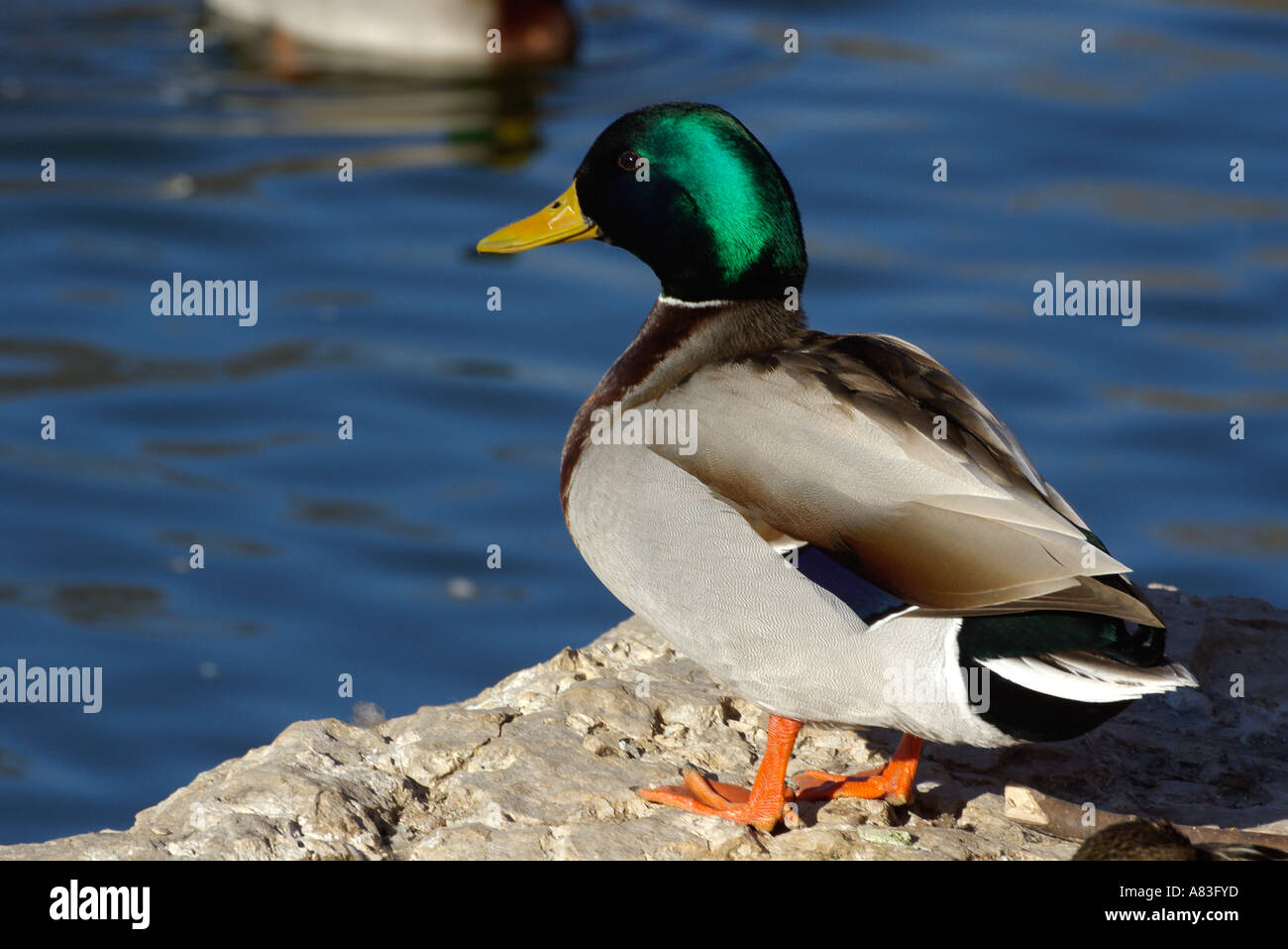 Green head duck standing hi-res stock photography and images - Alamy