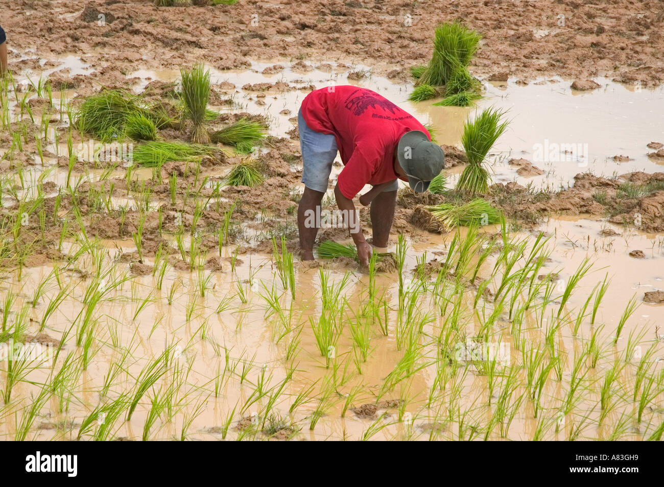 CAMBODIA Siem Reap man planting rice Asia Stock Photo - Alamy